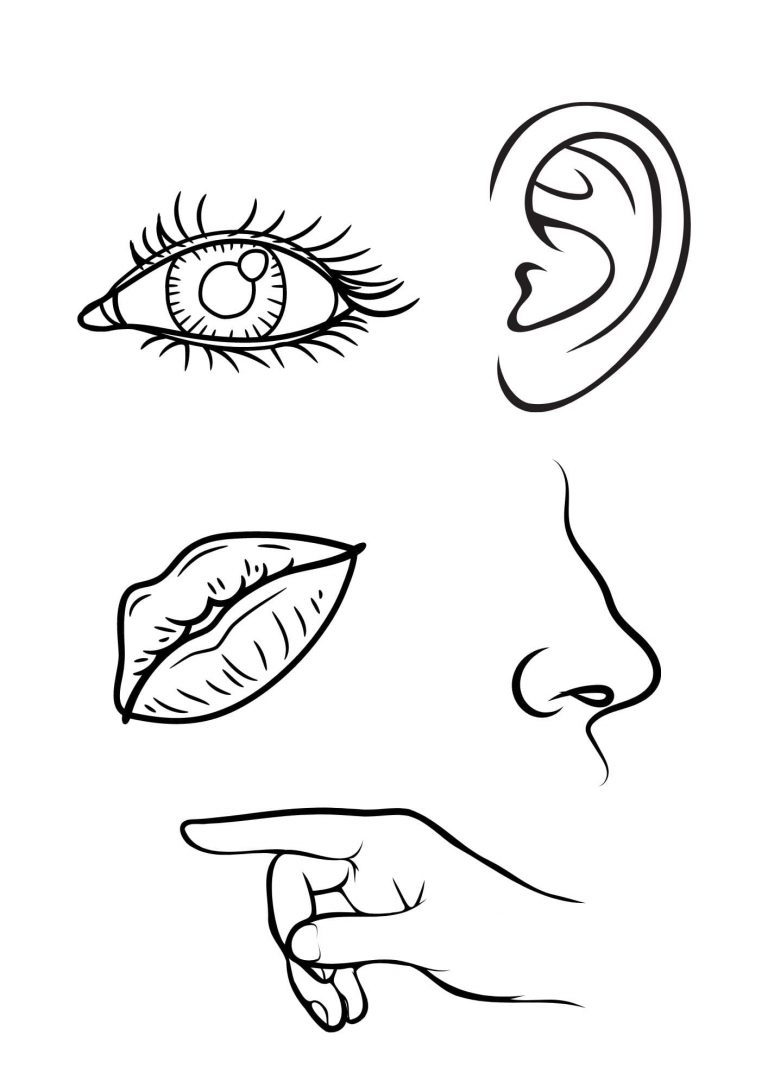 Five Senses Coloring Pages (Free + Printable) | Kokoprint.com