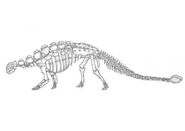 Ankylosaurus Coloring Sheet (Free + Printable)