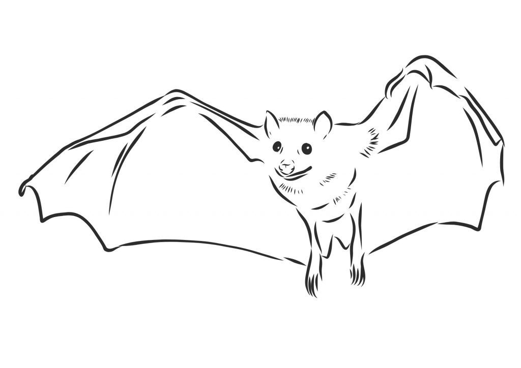Bat coloring sheets (free & printable)