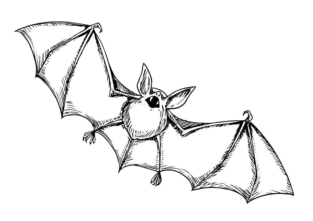 Bat coloring sheets (free & printable)