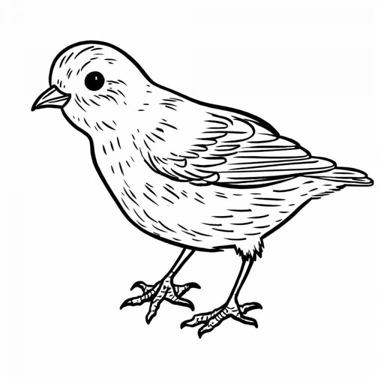 Bird Coloring Sheets (Free & Printable)