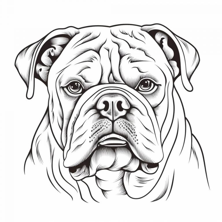 Bulldog Coloring Sheets (Free & Printable)