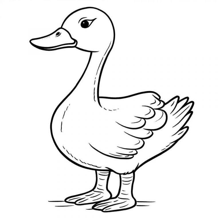 Pato | Dibujos para imprimir y colorear (gratis) - Kokoprint.com