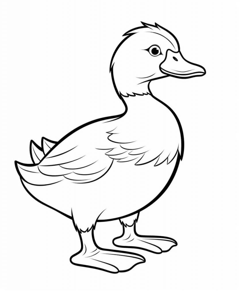 Duck Color Sheets (Free & Printable)