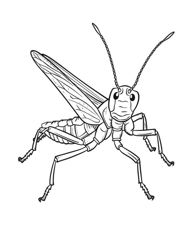 Grasshopper Coloring Sheets (Free + Printable)