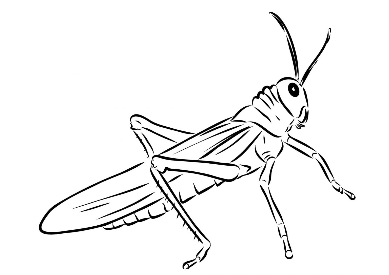 Grasshopper Coloring Sheets (Free + Printable)