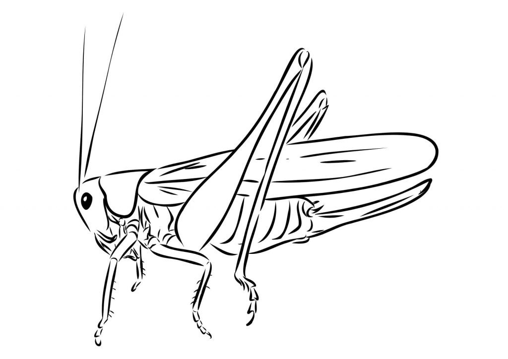 Grasshopper Coloring Sheets (Free + Printable)