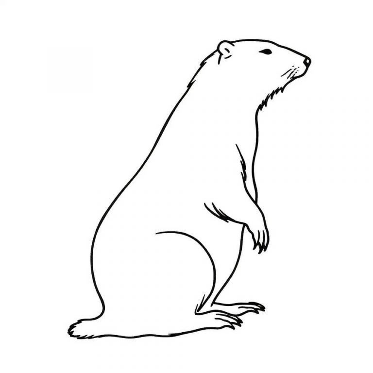 Groundhog Color Sheets (Free & Printable)