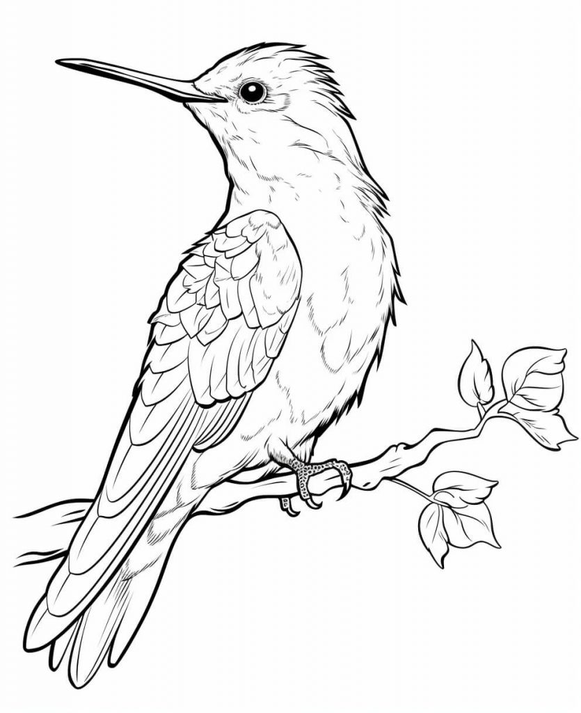 Hummingbird Color Sheets (Free and Printable)