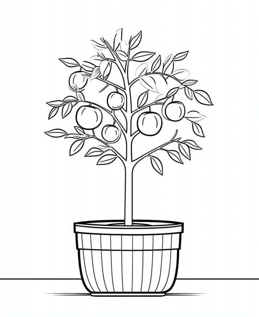 Oranges Coloring Sheet (Free + printable) | Kokoprint.com