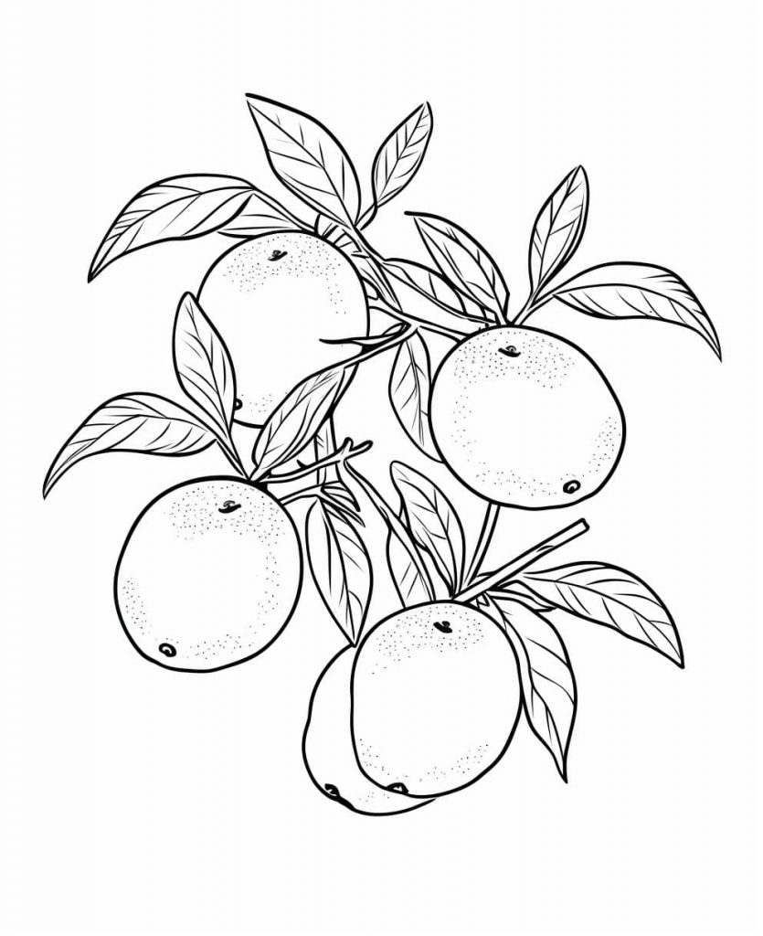 Oranges Coloring Sheet (Free + printable) | Kokoprint.com