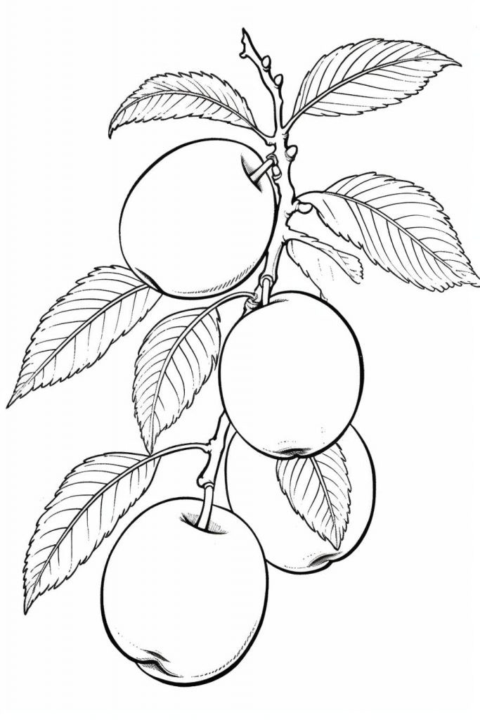 Oranges Coloring Sheet (Free + printable) | Kokoprint.com