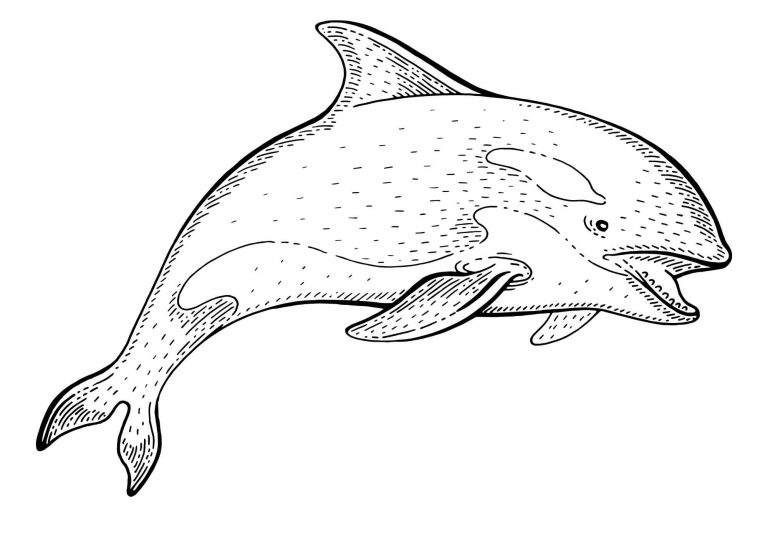 Orca Color Sheets (Free & Printable) | Kokoprint.com