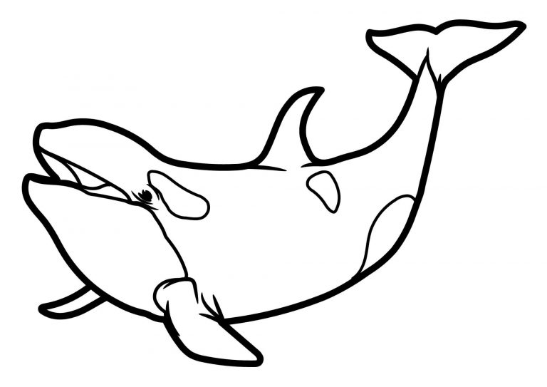 Orca Color Sheets (Free & Printable) | Kokoprint.com