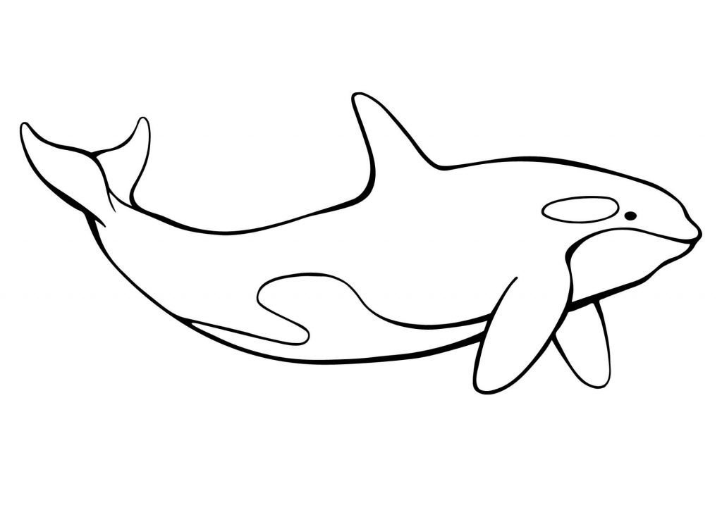 Orca Color Sheets (Free & Printable) | Kokoprint.com