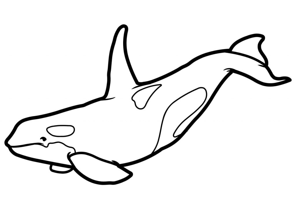 Orca Color Sheets (Free & Printable) | Kokoprint.com