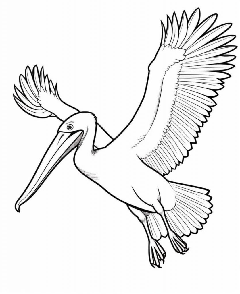 Pelican Colouring Sheets (Free & Printable)