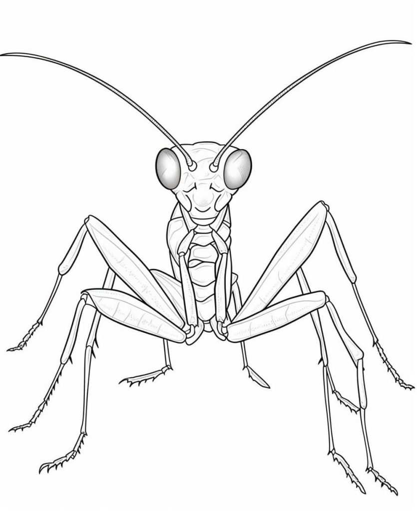 Praying Mantis Pictures to Color (Free + Printable)