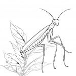 Praying Mantis Pictures to Color (Free + Printable)