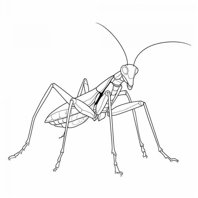 Praying Mantis Pictures to Color (Free + Printable)