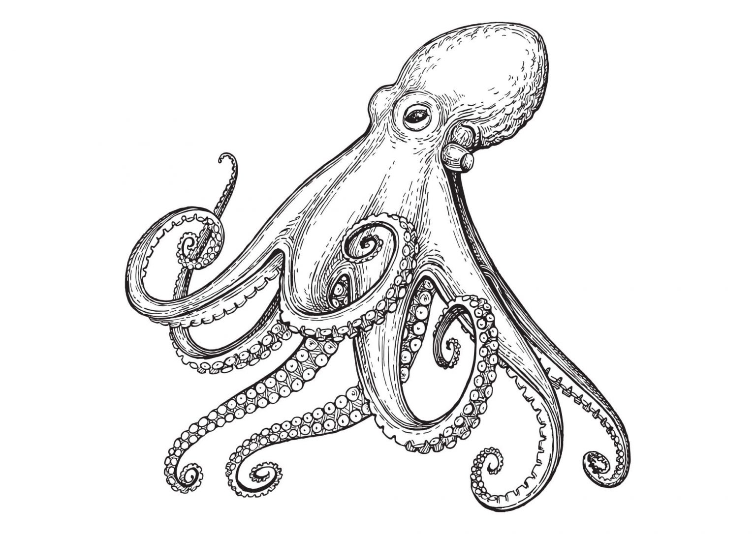 Sea creatures Color Sheets (Free + Printable) | Kokoprint.com