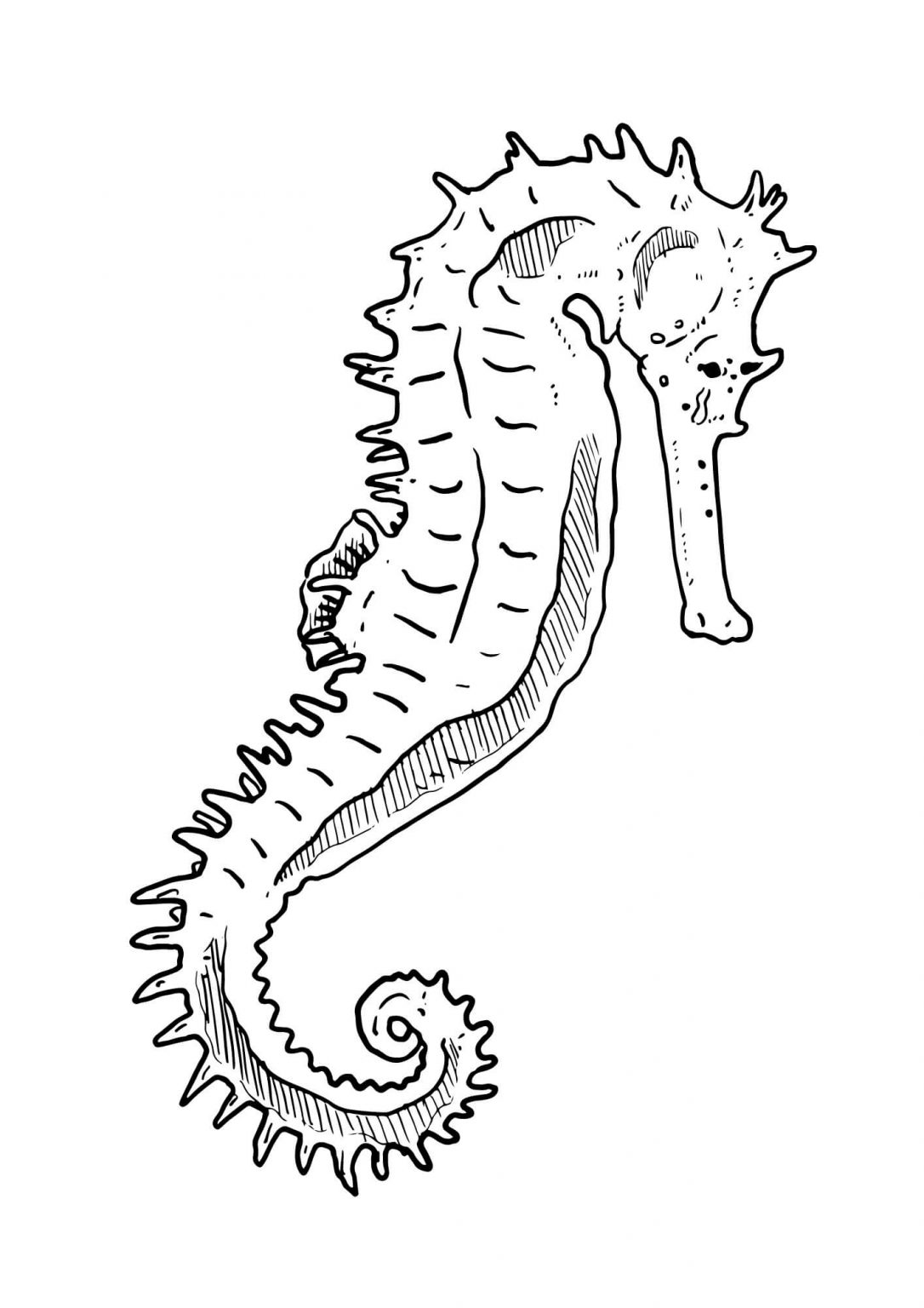 Sea creatures Color Sheets (Free + Printable) | Kokoprint.com