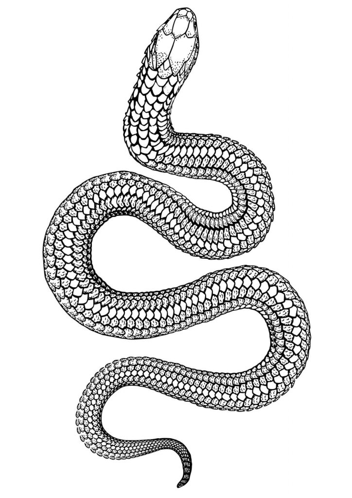 Snakes Color Sheets (Free + Printable)