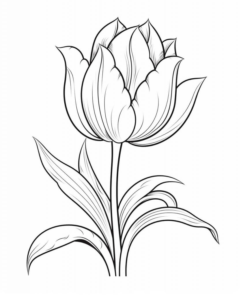 Tulip Coloring Sheets (Free & Printable)