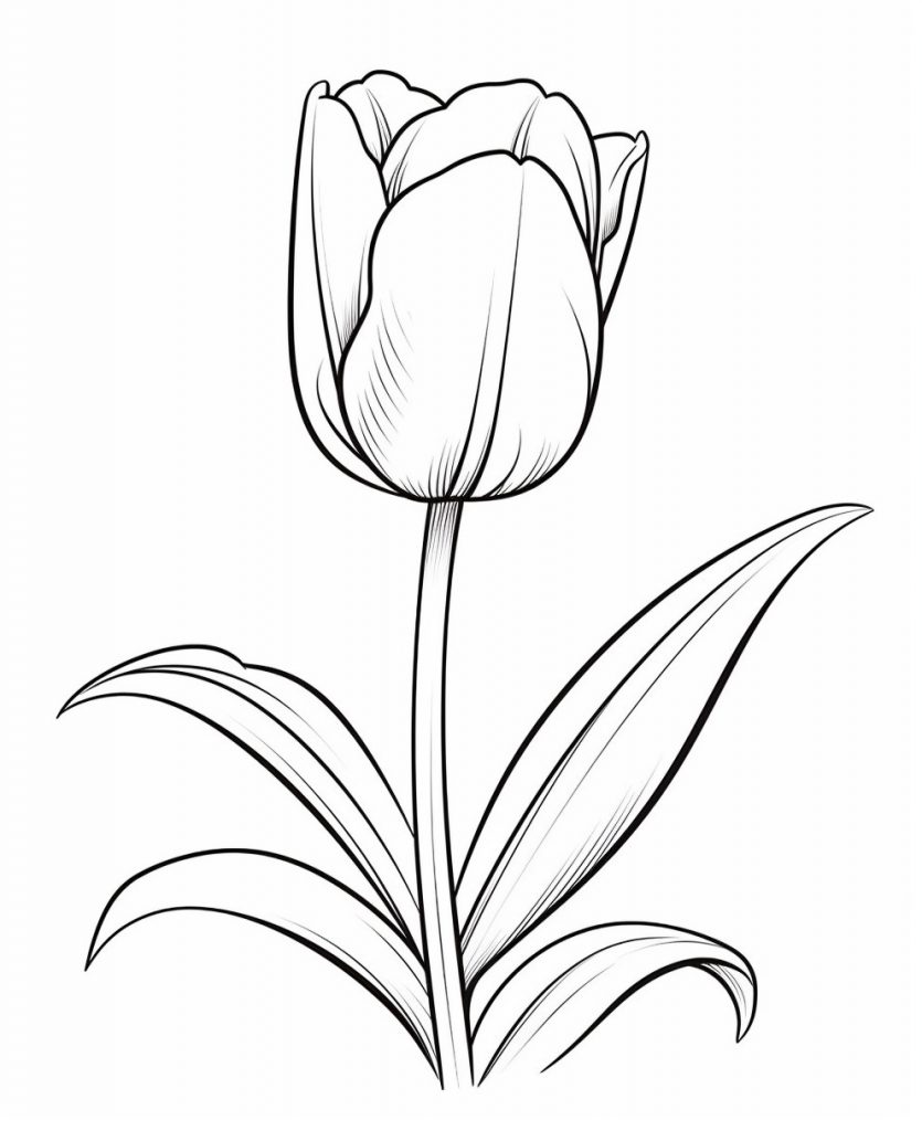 Tulip Coloring Sheets (Free & Printable)